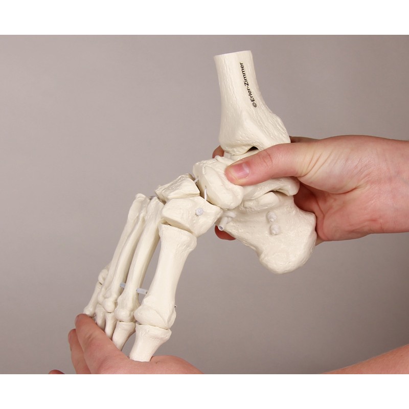 Flexible Model Foot Skeleton with Lower Leg Insertion | Health and Care